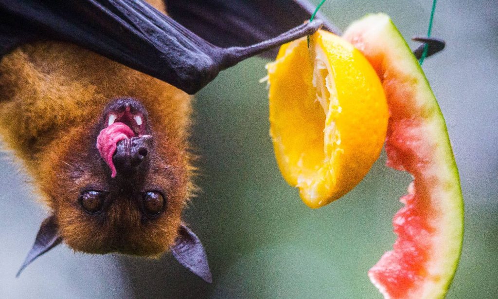 Bat Food: A Guide to Feeding Different Types of Bats - Nordic Circus